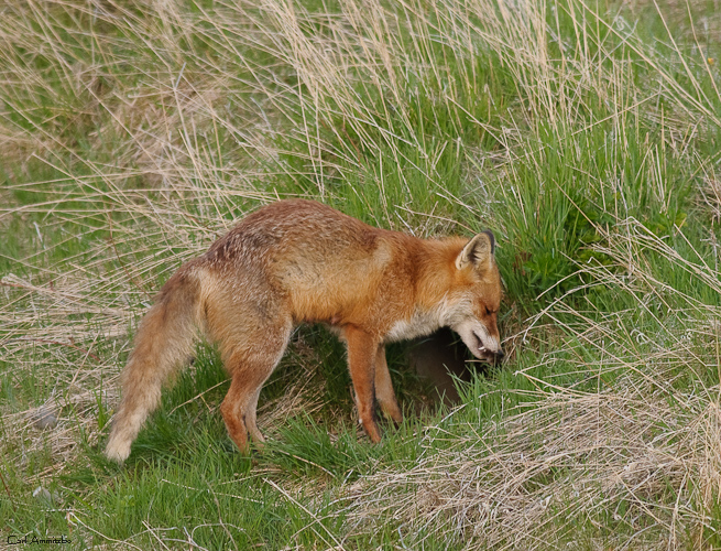 The fox earth - I Would Like To See A Lynx