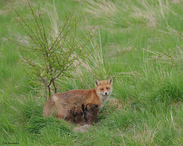 The fox earth - I Would Like To See A Lynx