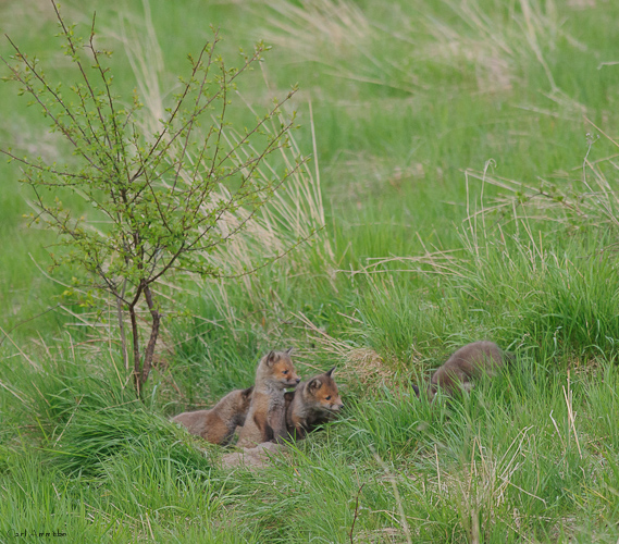 The fox earth - I Would Like To See A Lynx