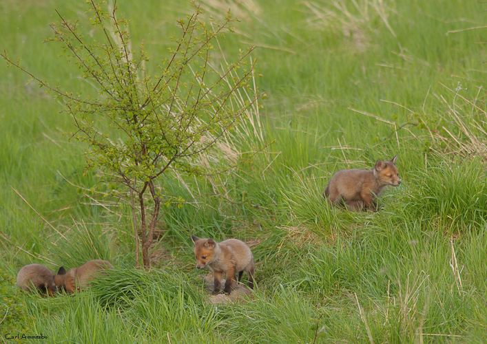 The fox earth - I Would Like To See A Lynx