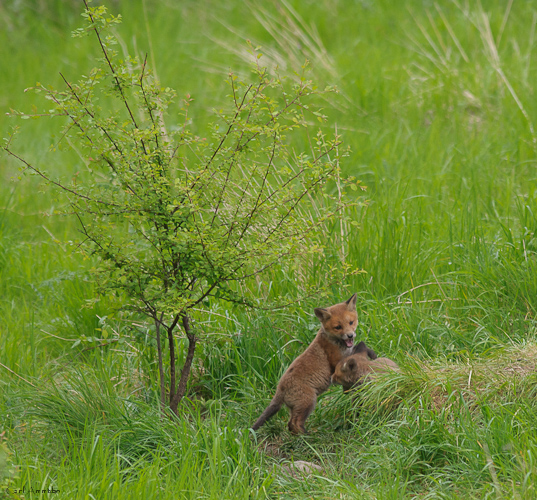 The fox earth - I Would Like To See A Lynx